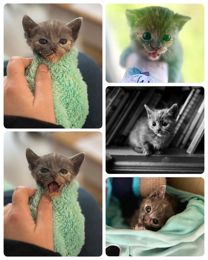 From 5 weeks old - 9 weeks old - 9GAG