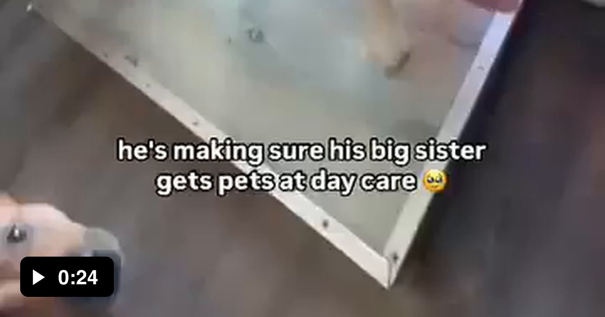 Dog making sure his big sister gets pets at the day care - 9GAG