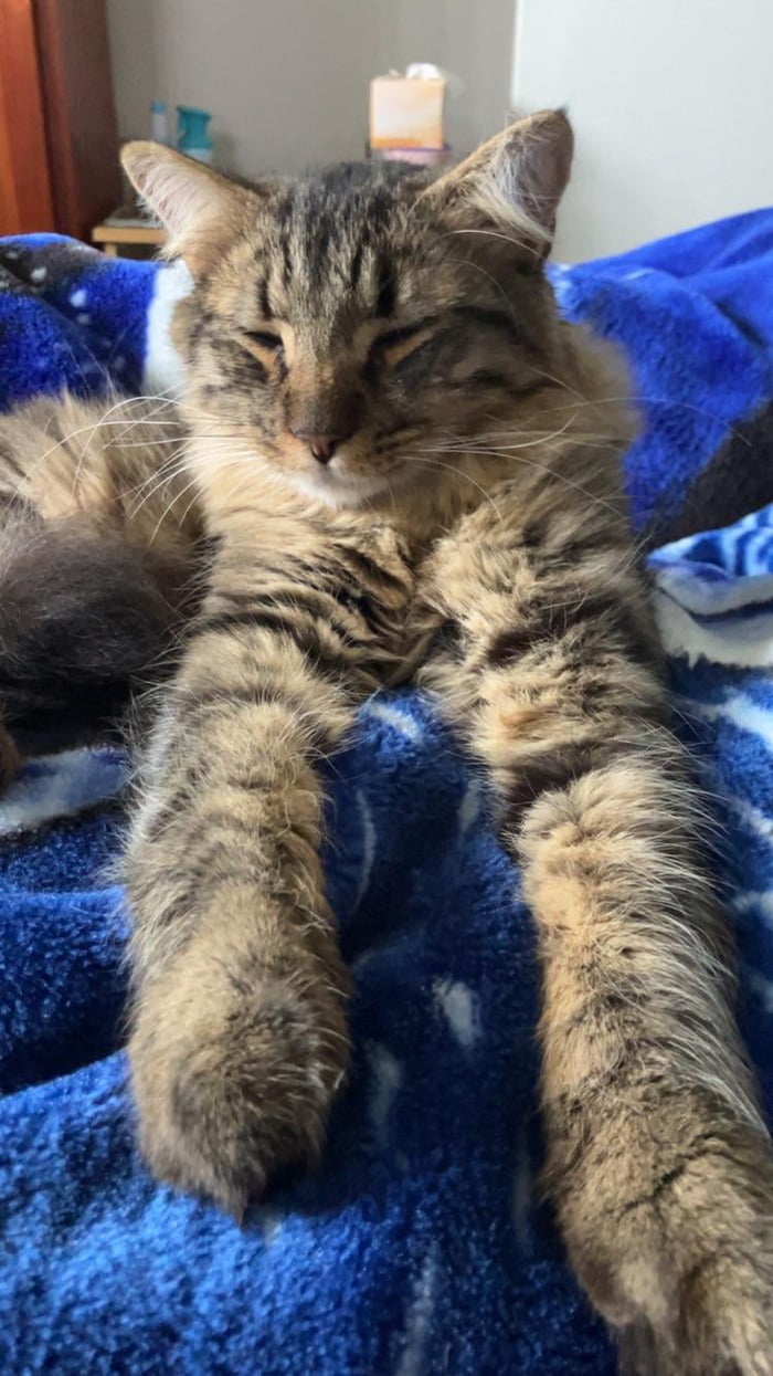 Comfy kitty , sleepy kitty - 9GAG