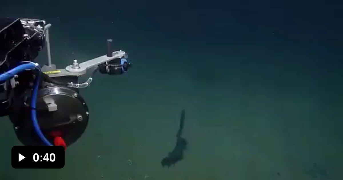 The deep sea siphonophore - 9GAG