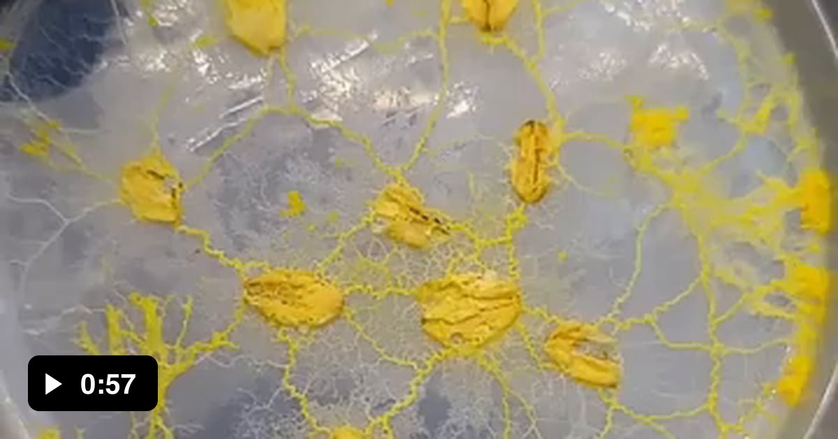 They have used this to help work out the best escape routes out of ...