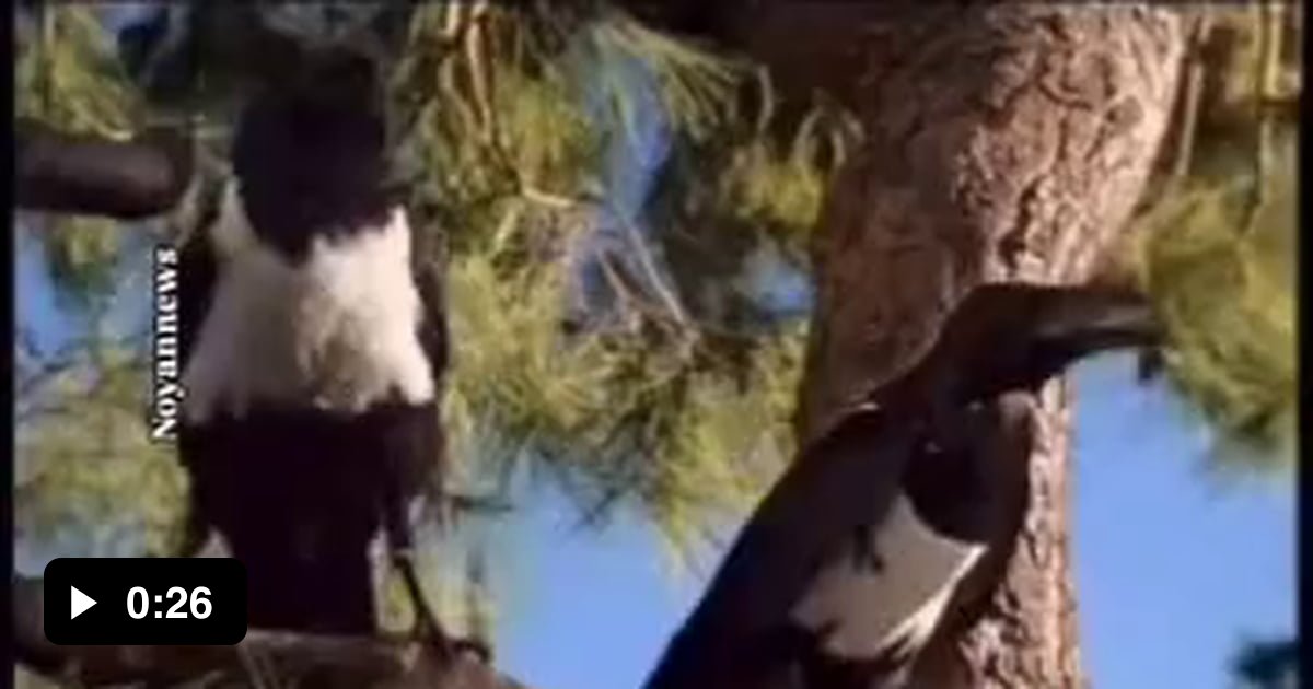 Clever crows. - 9GAG