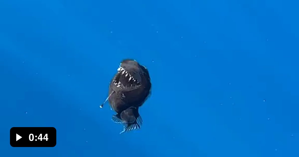 An extremely rare sighting of a deep-sea black devil anglerfish ...