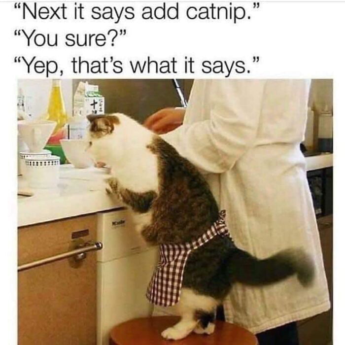 Cat Cook - 9GAG