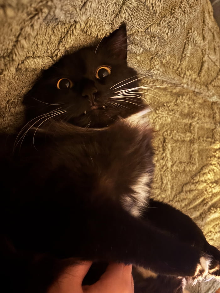 Opie the vampire cat - 9GAG