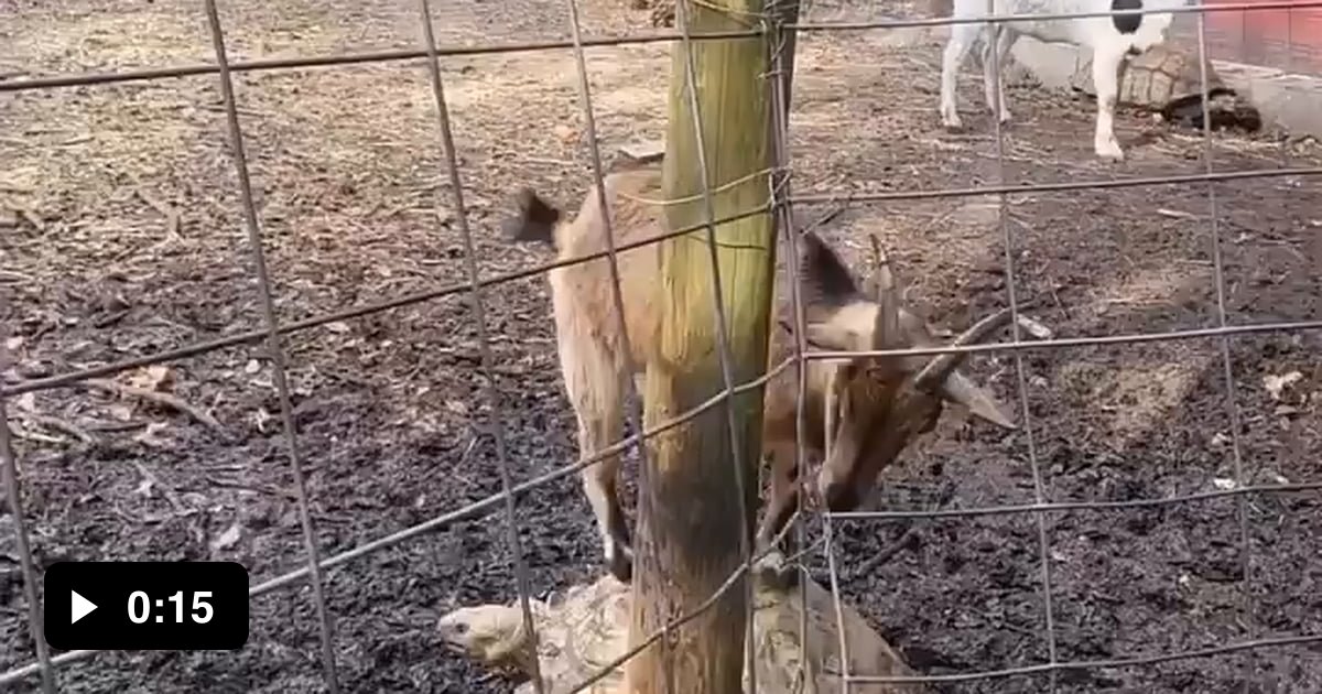 Uber on the farm - 9GAG