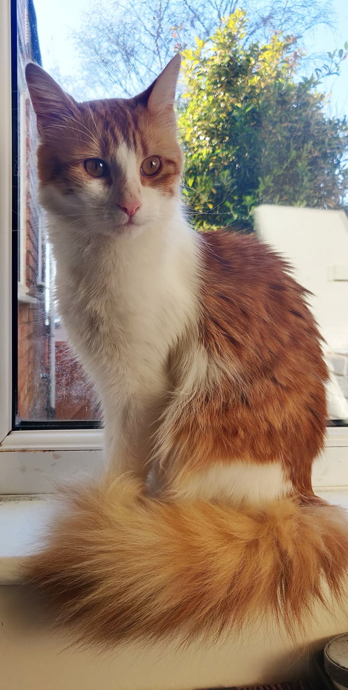 Cheebs enjoying a rare ray of British sunshine - 9GAG