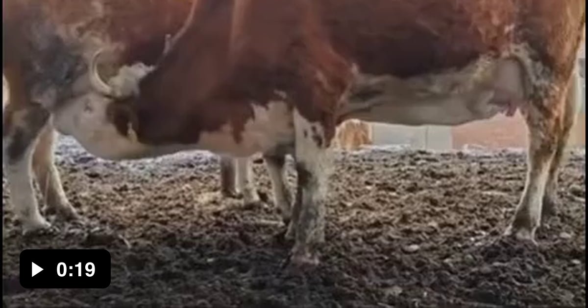 Someone posted a video of a cow drinking its own milk. I will milk this idea a step further and ...