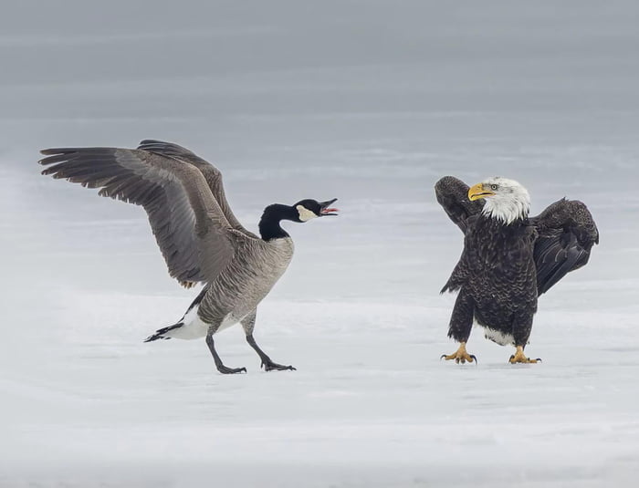 A Canadian goose fights off a bald eagle. - 9GAG