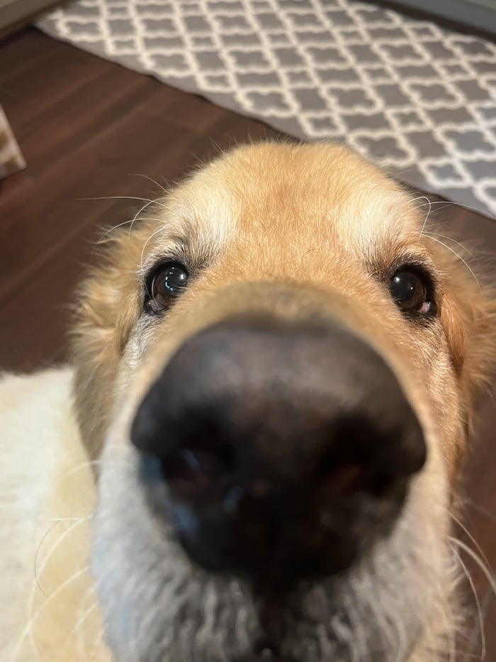 Boop the snoot - 9GAG