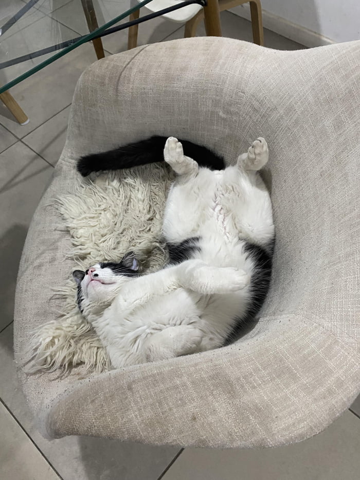 Not rare but weird pupper! - 9GAG