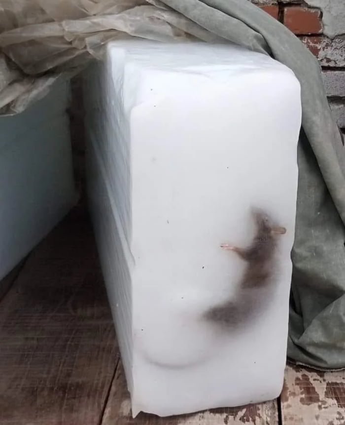 99% Ice. 1% Rat. - 9GAG