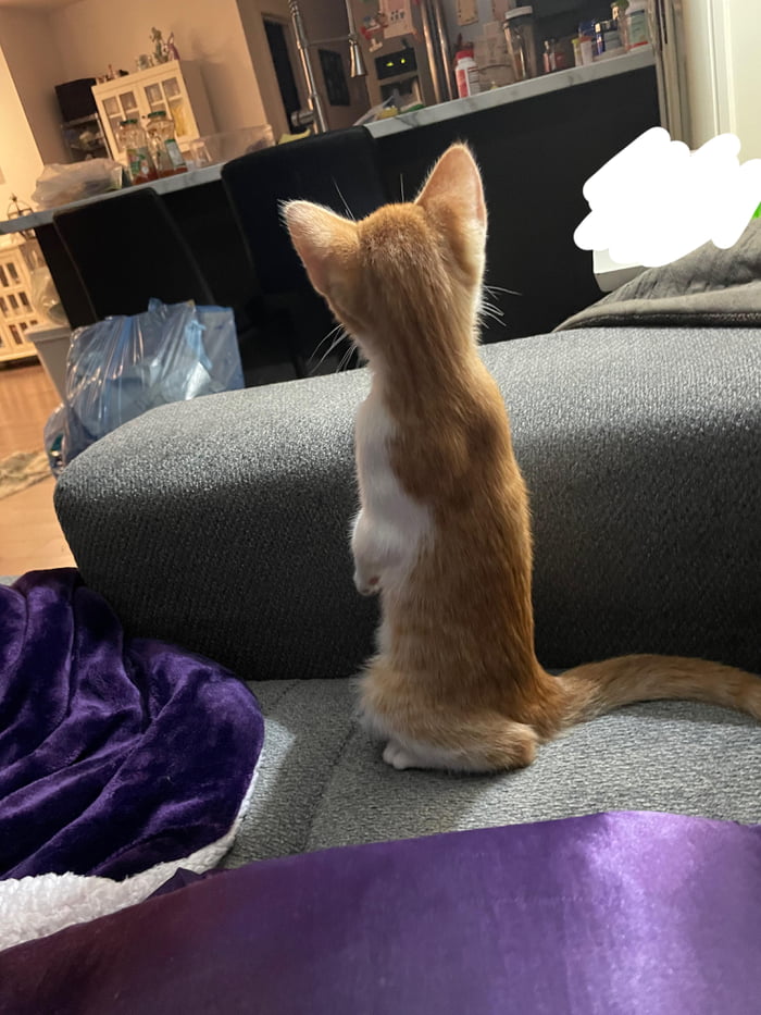 Tiny meerkat is spying on his big brother (he’s on the floor beside the couch) - 9GAG