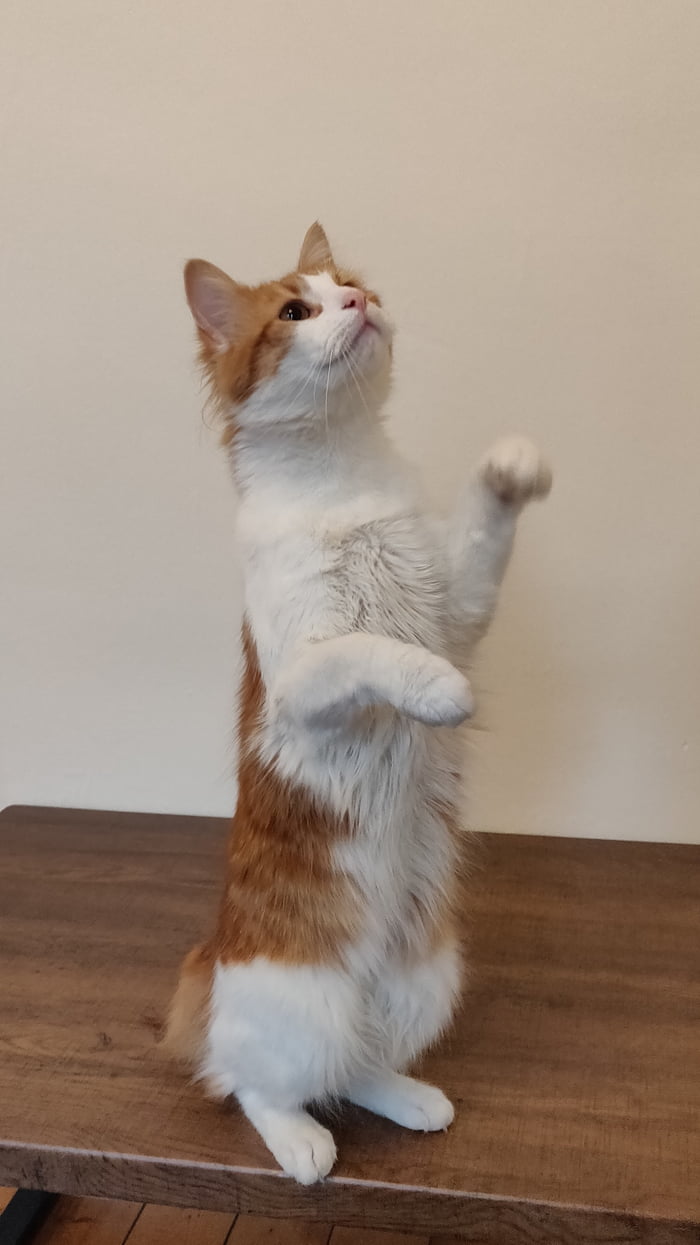 As soon as I return from work, Cheebs will stand on his hind legs and prepare to jump onto my ...