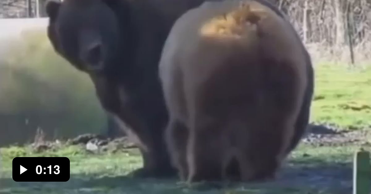 Size difference between a kodiak bear and a grizzly bear - 9GAG