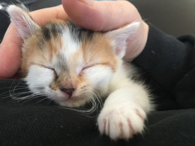 Wee kitty kalie - 9GAG