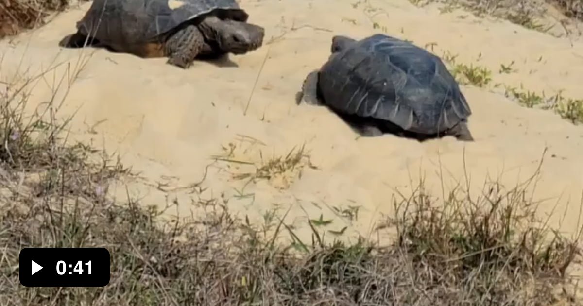 Tortoise love dance rejected - 9GAG