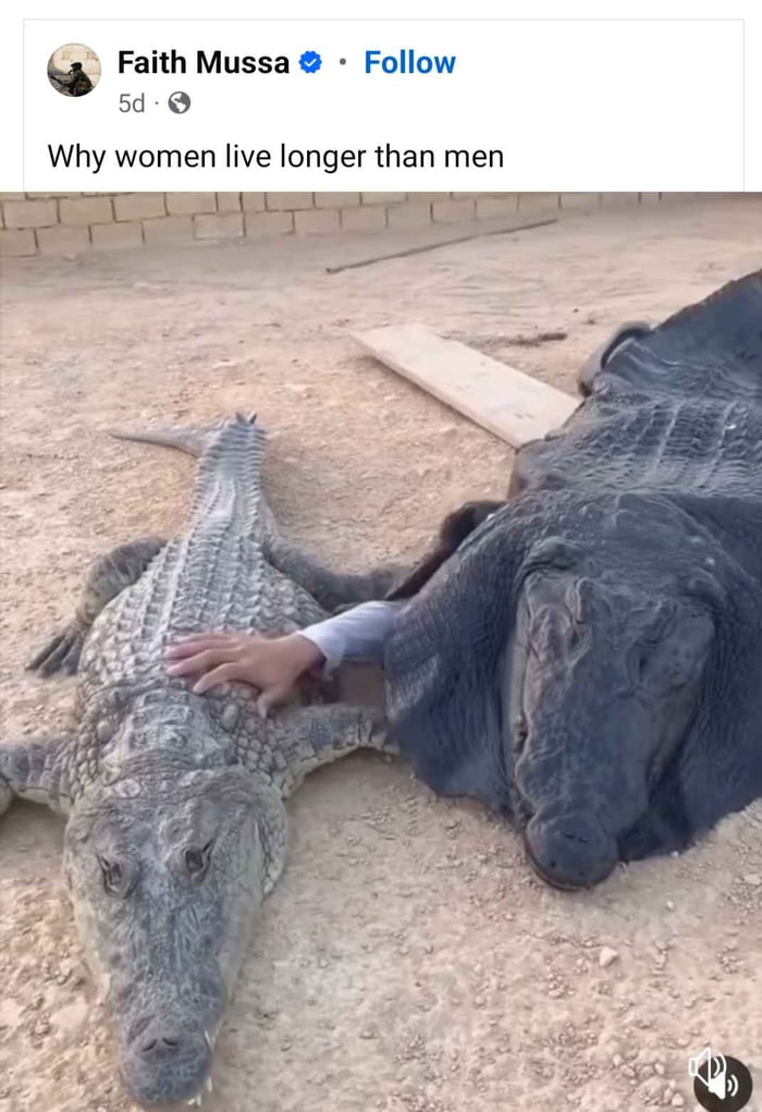 Is this crocodile stupid? - 9GAG
