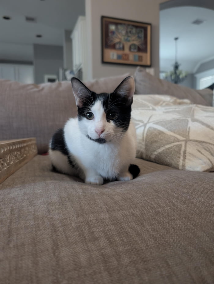 Good morning, Oreo! - 9GAG