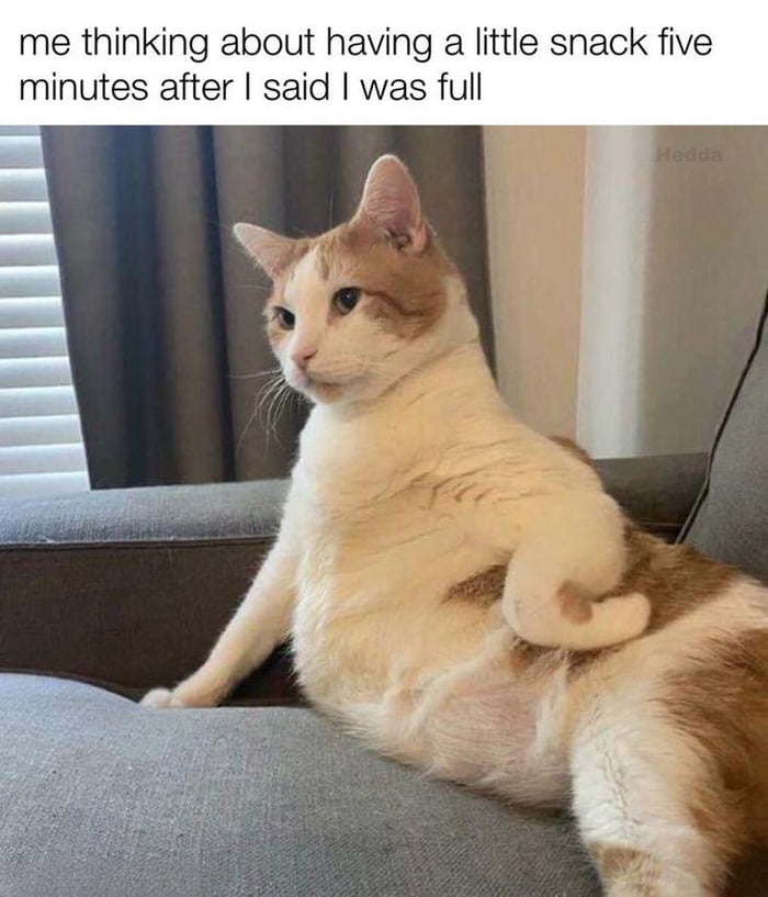 This cat is basically me after every Thanksgiving dinner. 😂 - 9GAG