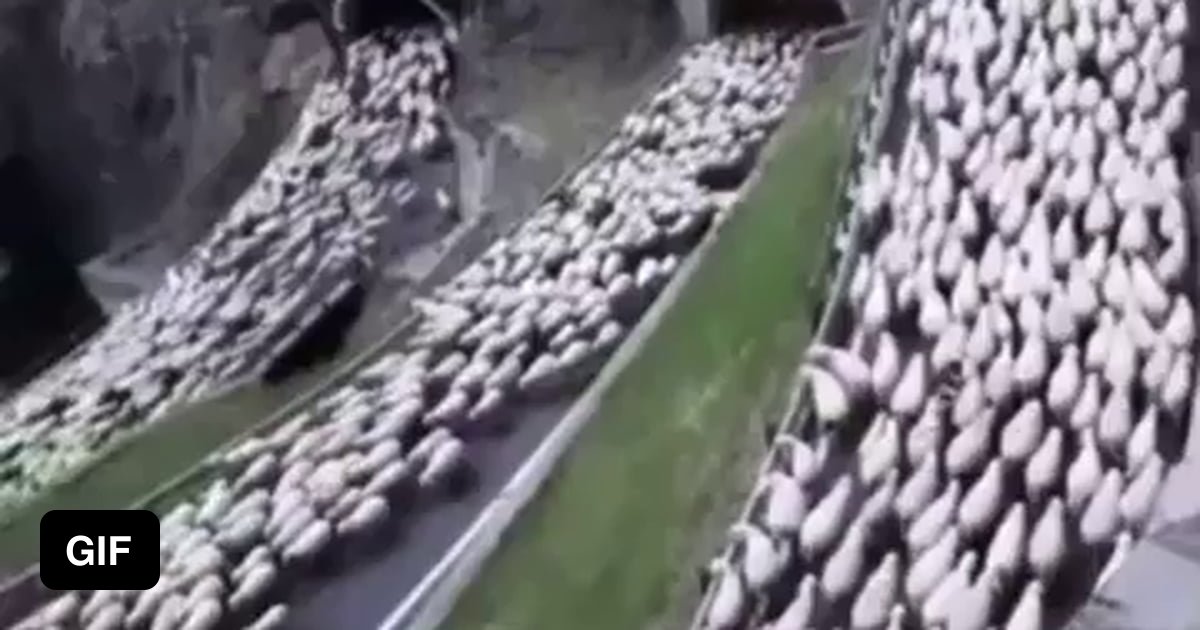 Trying to get some sleep? Count sheep. - 9GAG