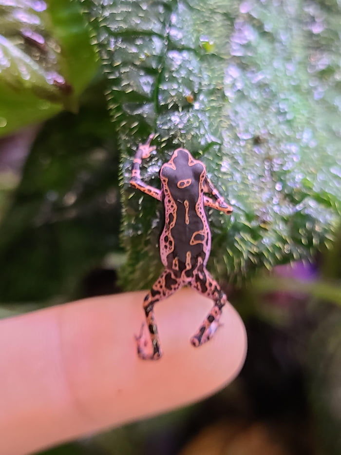 The world's first captive bred Atelopus barbotini, the endangered ...