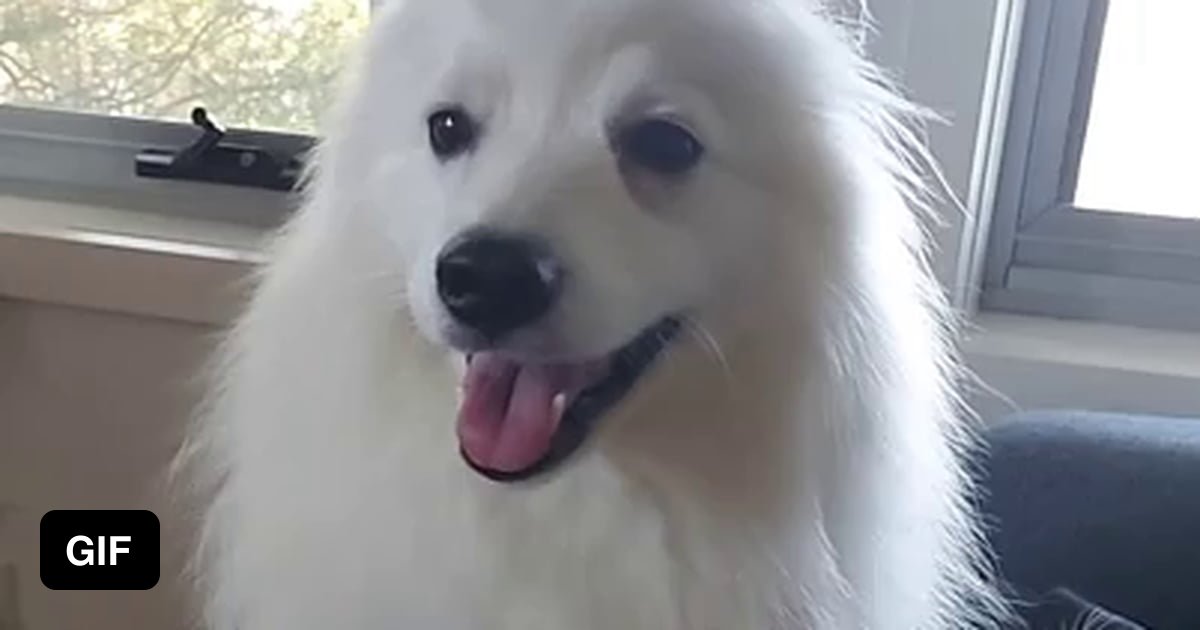 He likes to have his chest fluff wuffled - 9GAG