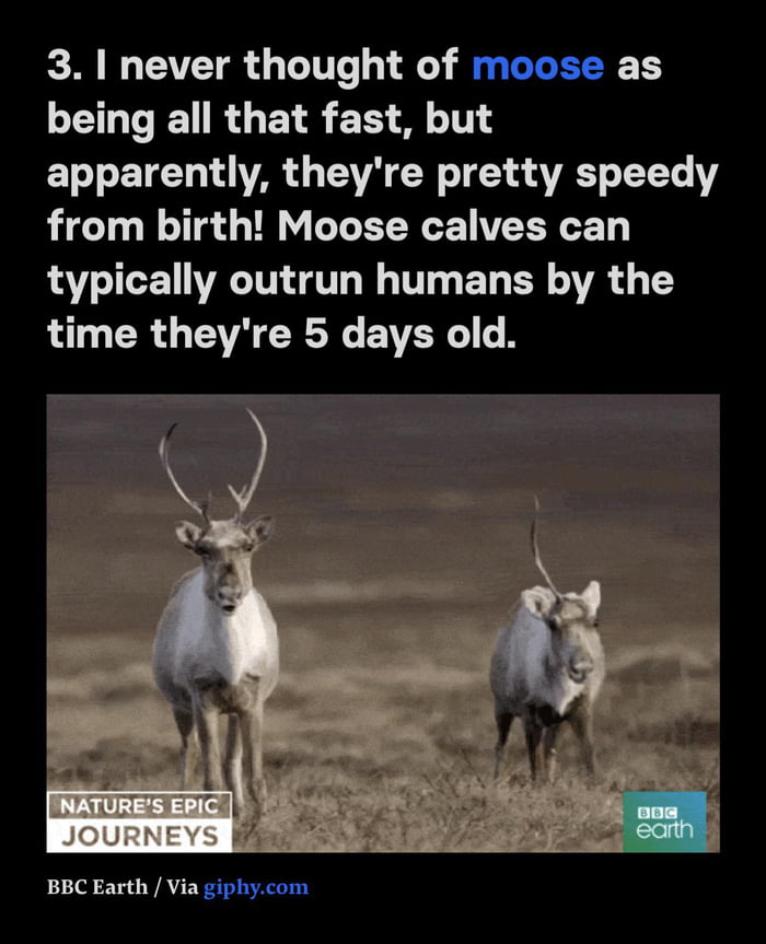 Moose run fast. - 9GAG