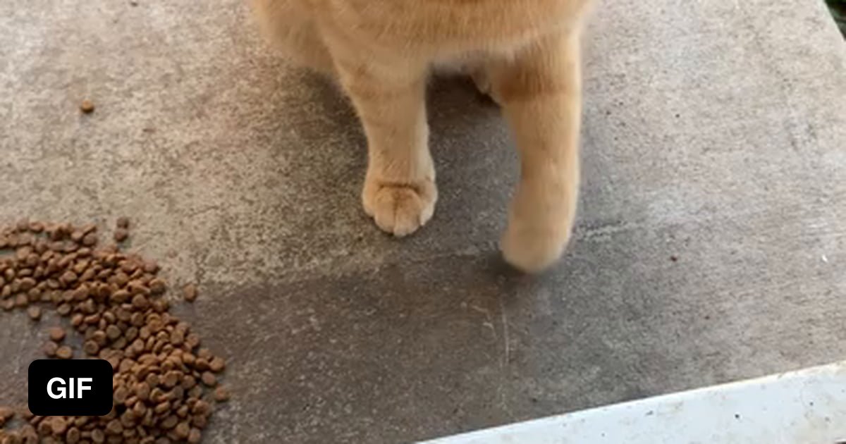 Feral(ish) cat tippy taps - 9GAG