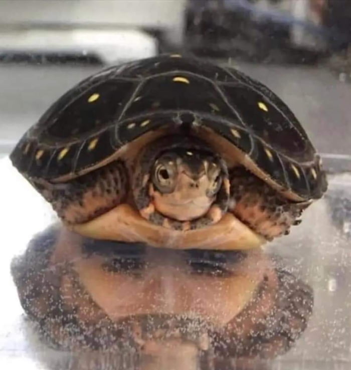 Turtle face reflection - 9GAG