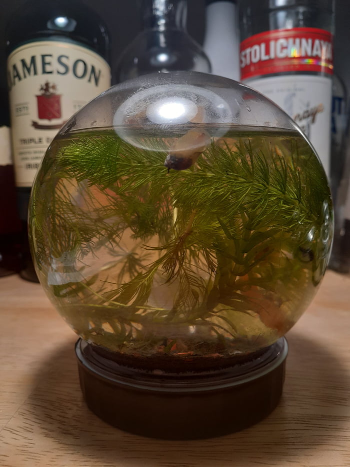 I've started making sealed ecosystems again. I know you can't see, but ...