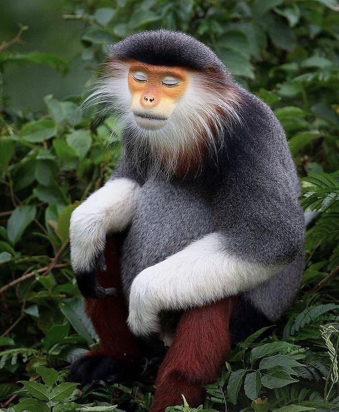 A red-shanked douc monkey. - 9GAG