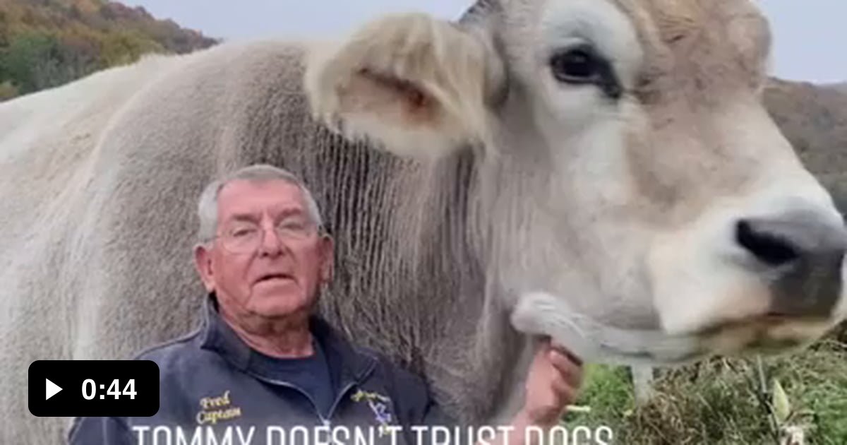 Just a man and his ox - 9GAG