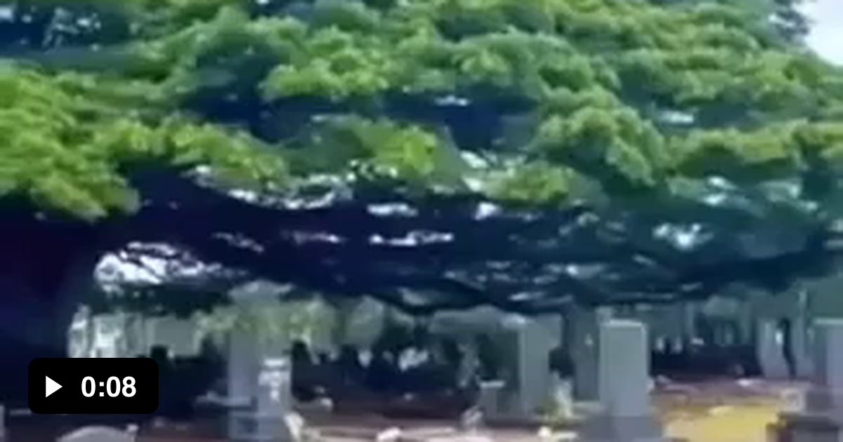 Tree at a cemetery - 9GAG