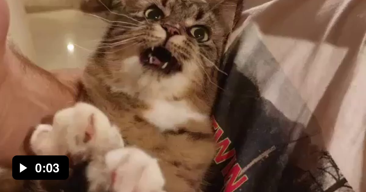 Deep fake cat has seen unnameable horrors - 9GAG