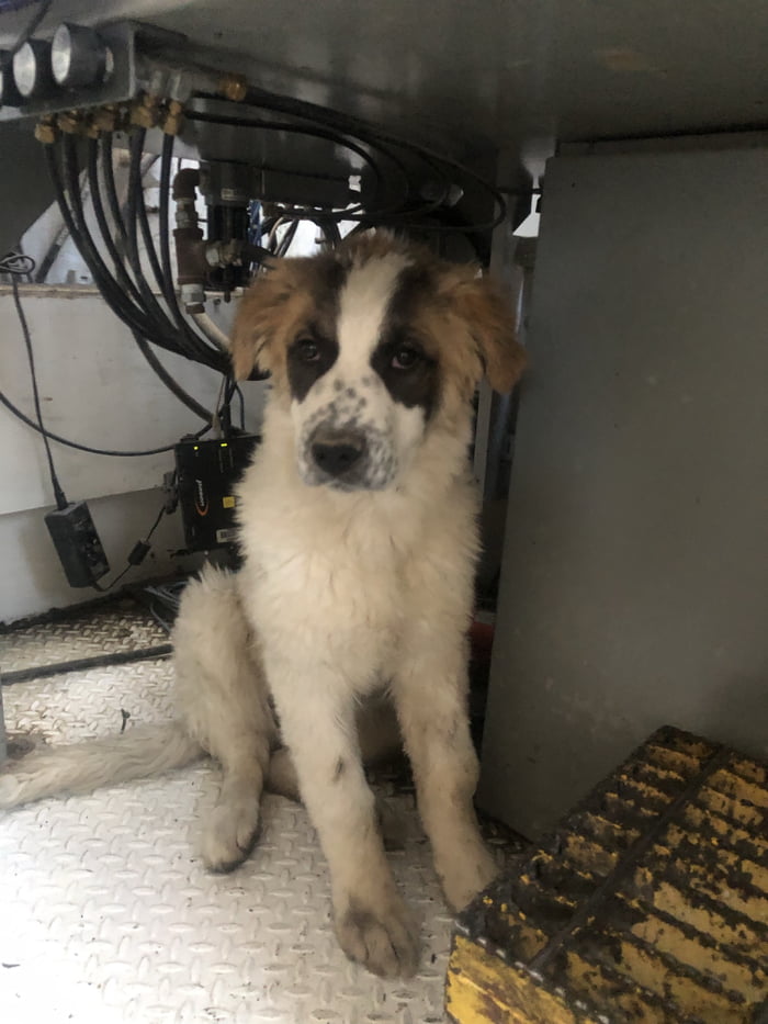 I’ve seen alot Indian reservation dogs the last few months while ...