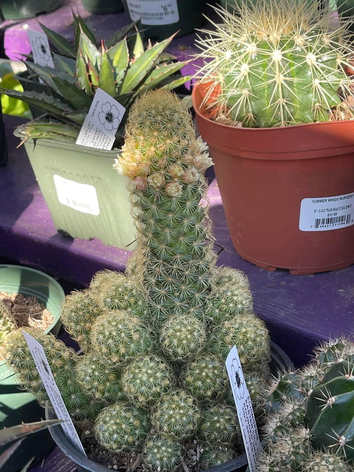 This Cocktus - 9GAG