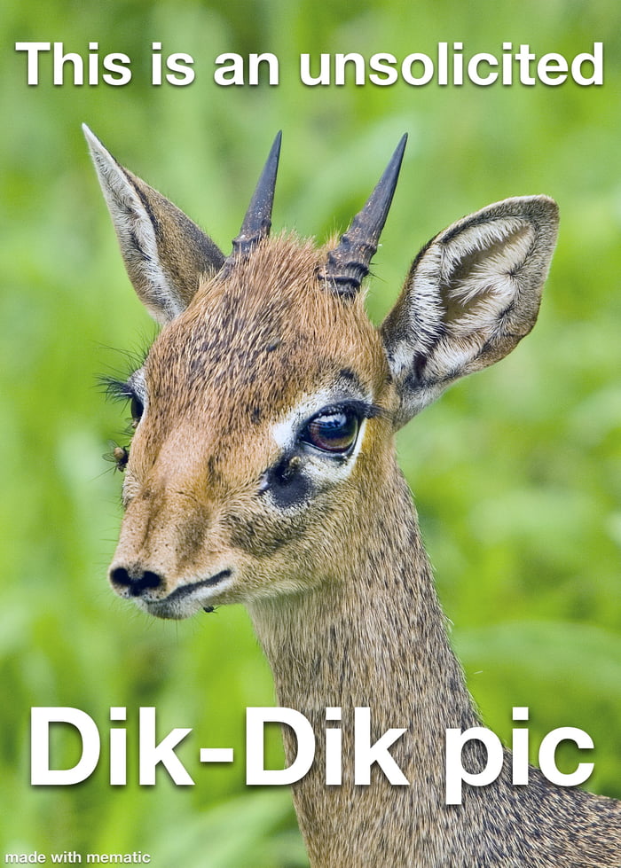 You’ve been sent an unsolicited dik-dik pic. Viewer discretion is advised - 9GAG