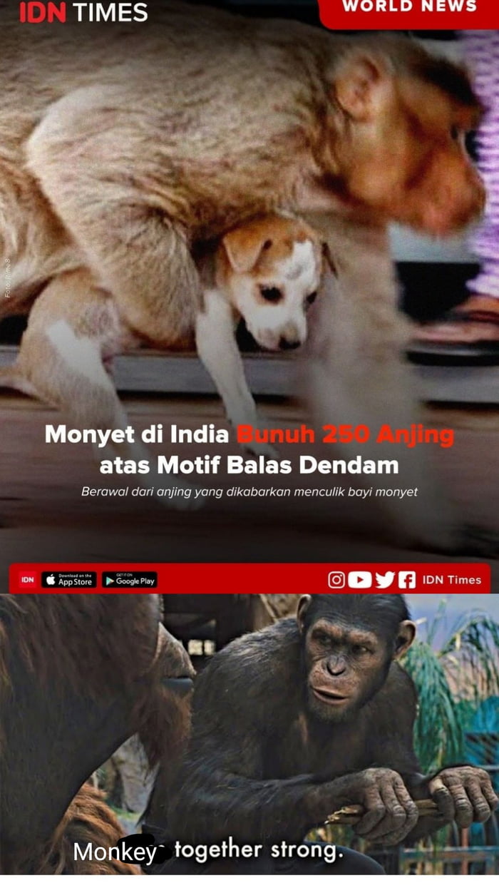 Rise of the planet of the monkey - 9GAG