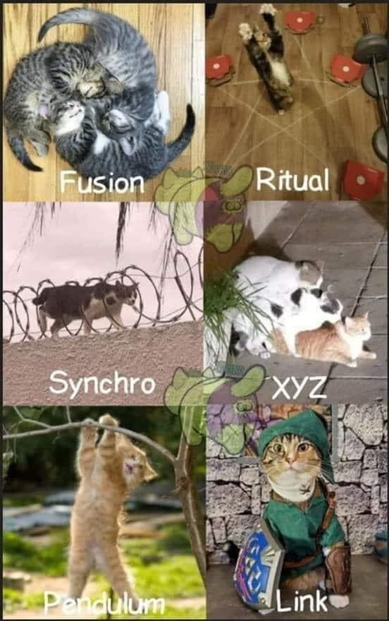 I summon Cat magician! - 9GAG