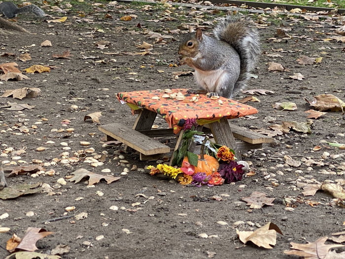 Squirrel park bench - 9GAG