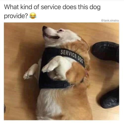 Service dog - 9GAG