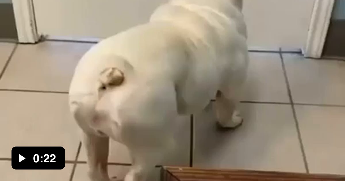 Bulldog booty wiggle tippy tap combo - 9GAG