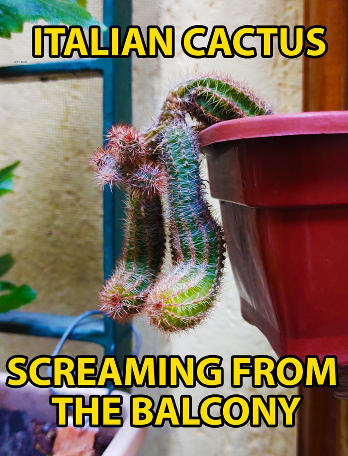 Italian cactus - 9GAG
