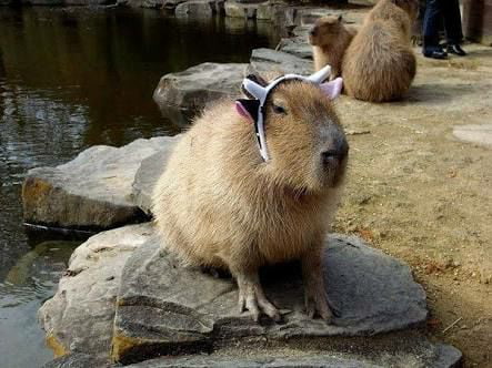 There's no capybara here, keep scrolling. - 9GAG