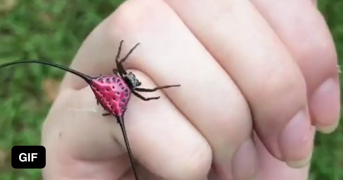 Demon Horned Spider looks f**king lit - 9GAG