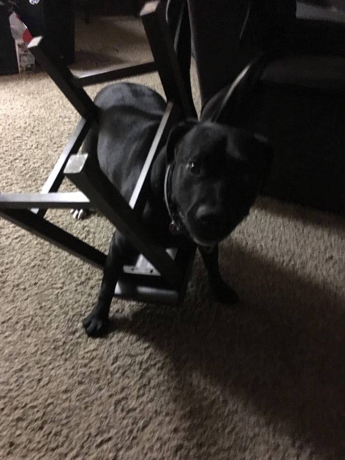 Doggo gets stuck in stooly. - 9GAG