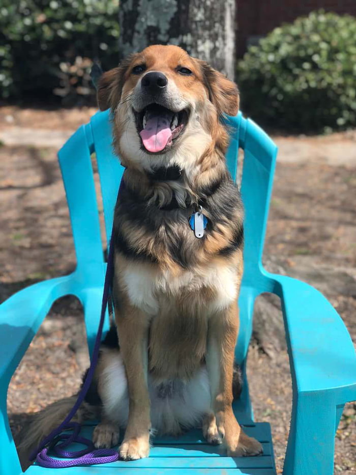 Handsome floofer does a pose while training - 9GAG