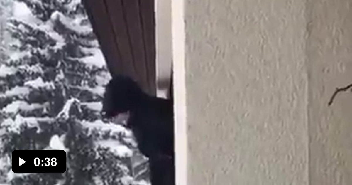 Looks Fun 9gag