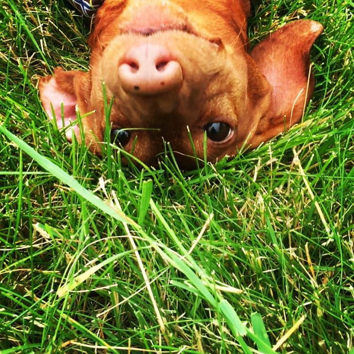 V rare upside-down pupper - 9GAG